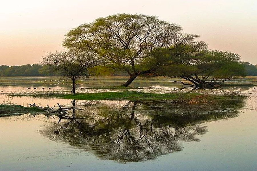 Reflections on the Self